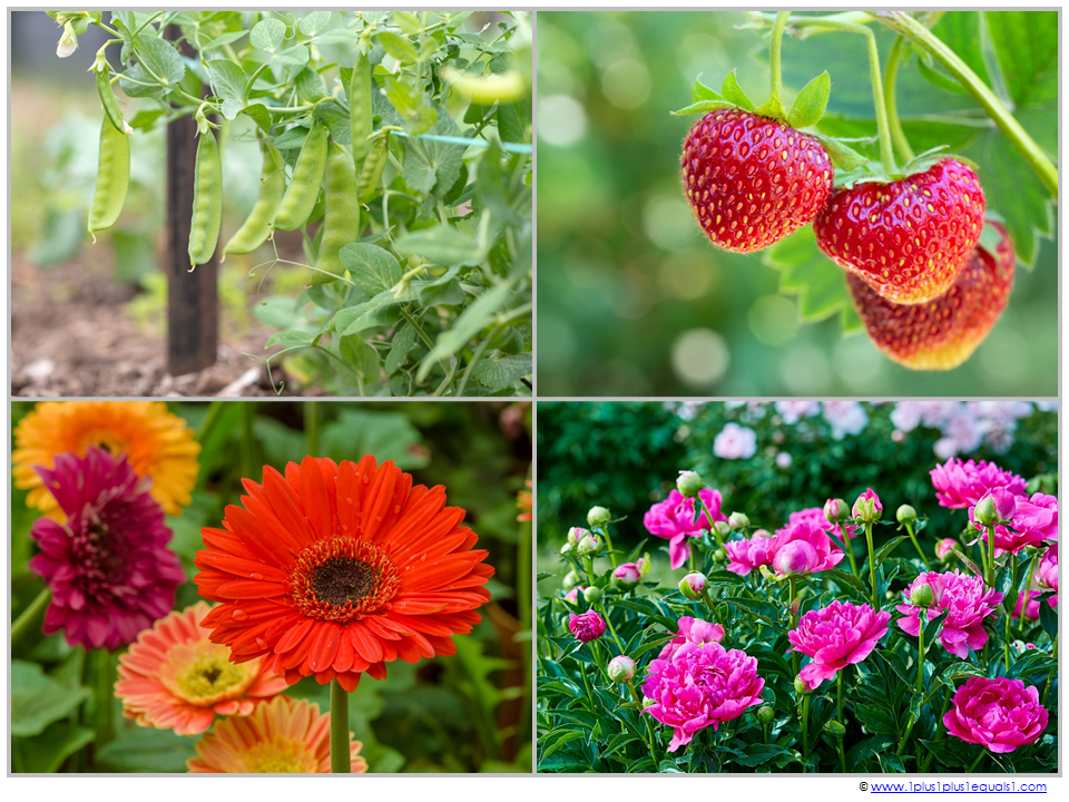 Lola Plants a Garden Kindergarten Literature Unit - 1+1+1=1