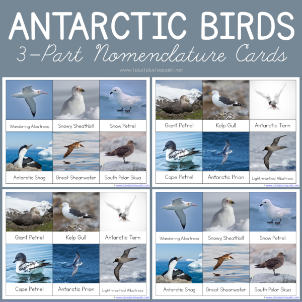 Montessori Nomenclature ~ Birds of Antarctica 3 Part Cards - 1+1+1=1