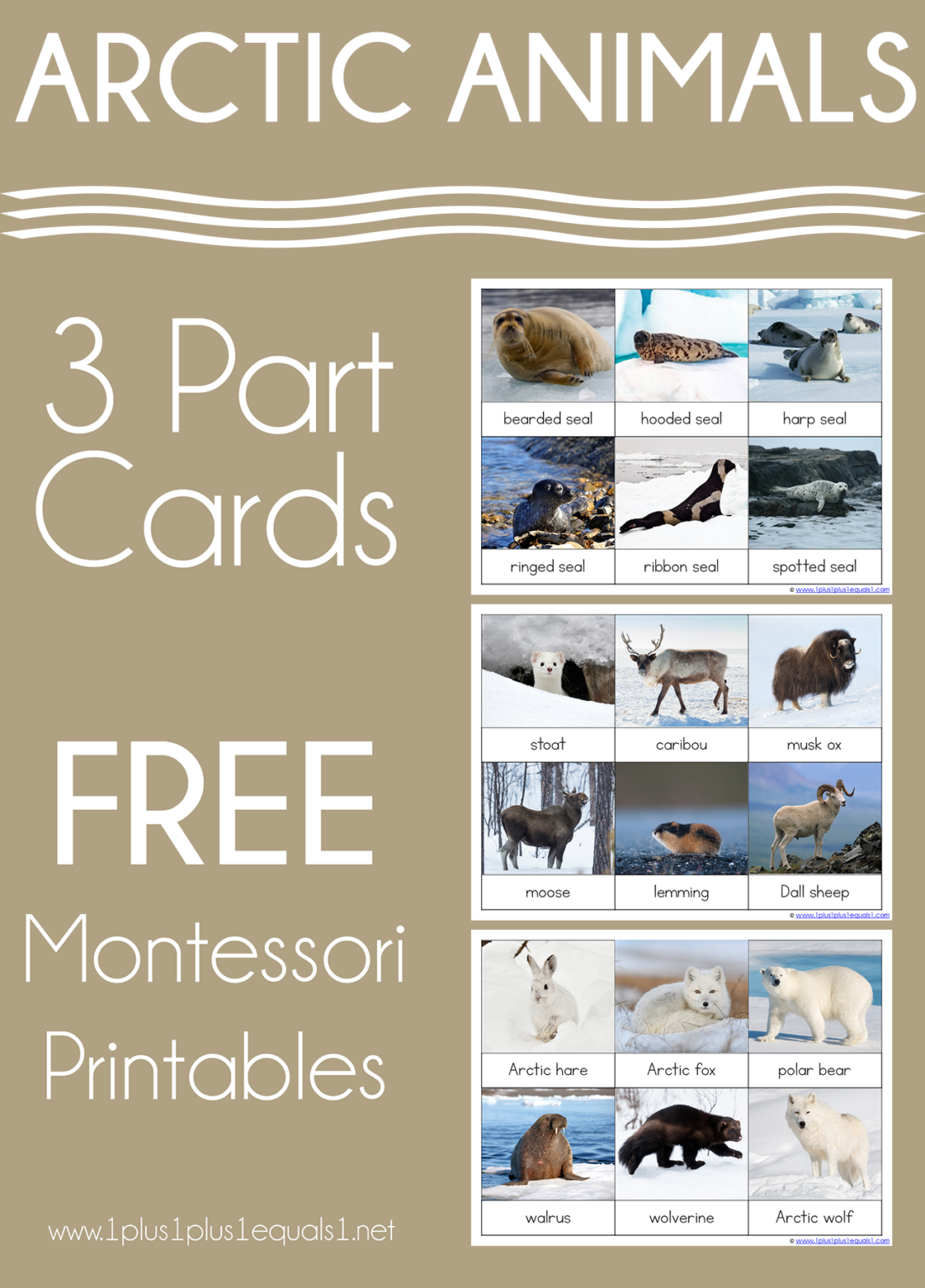 Montessori Nomenclature ~ Arctic Animals 3 Part Cards - 1+1+1=1
