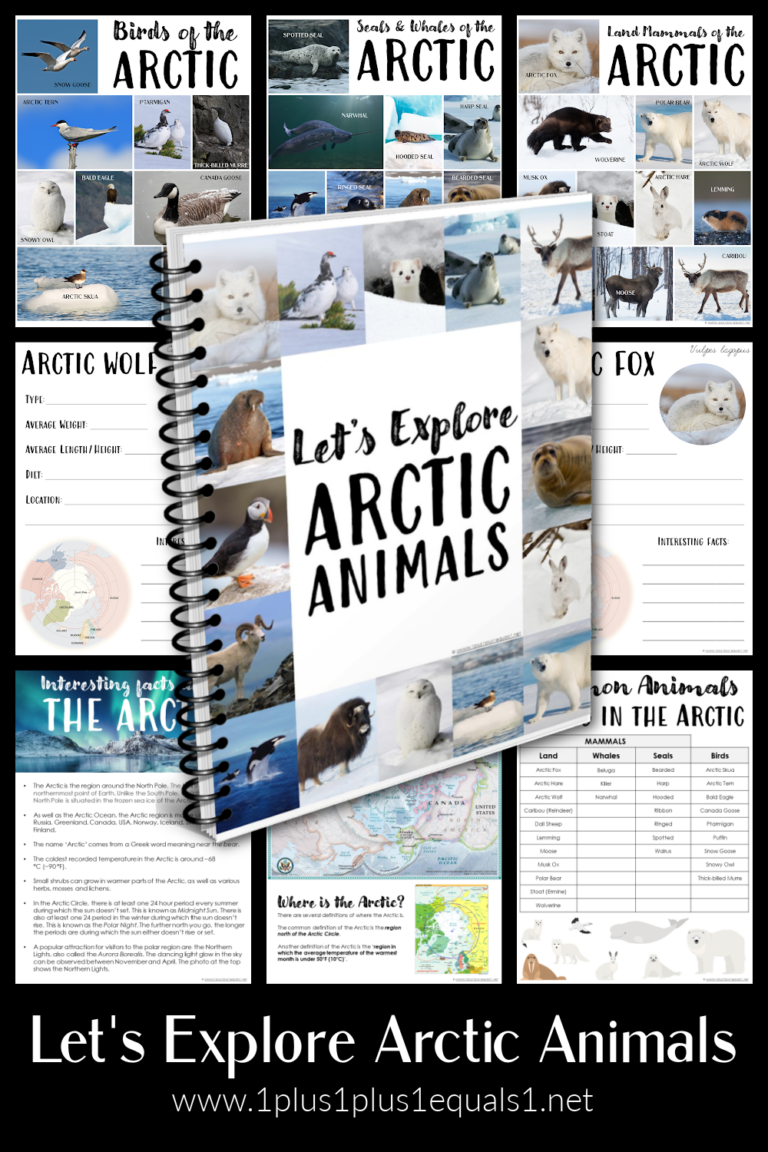 Let's Explore Arctic Animals - An Arctic Unit Study for Kids - 1+1+1=1