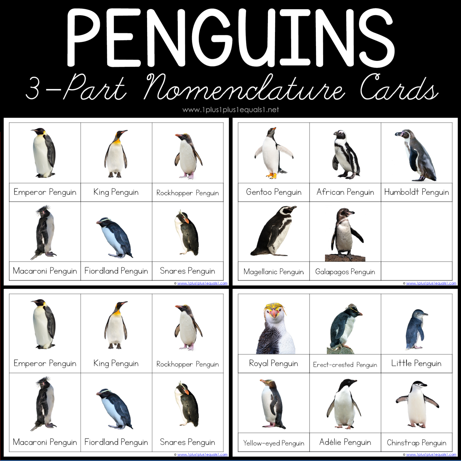 Peek & Find Penguins - 17 Types of Penguins - 1+1+1=1