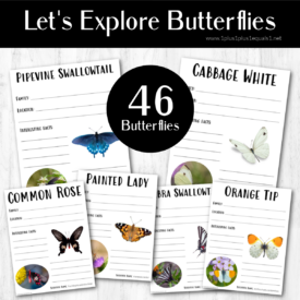 Let's Explore Butterflies ~ A Butterfly Unit Study for Kids - 1+1+1=1